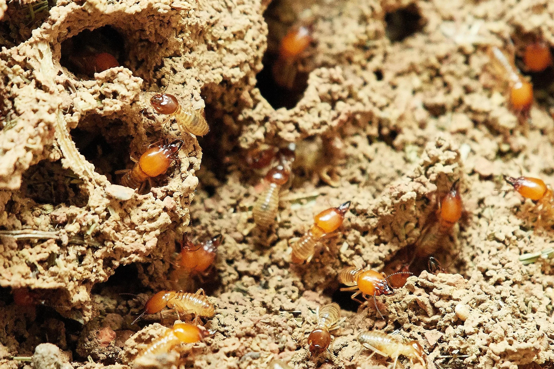 Termite Problems? Here's How to Get Rid of Them - Dr. Jacks