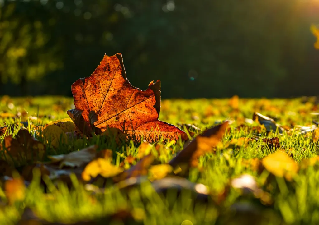 All About Florida’s Warm-Season Grasses - Dr. Jacks